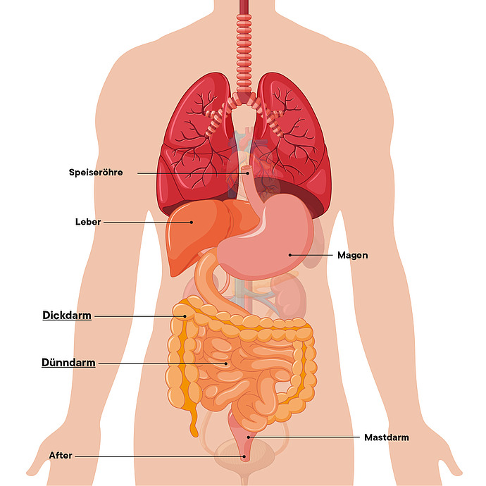 Darmgesundheit: So beeinflusst der Darm unser Immunsystem